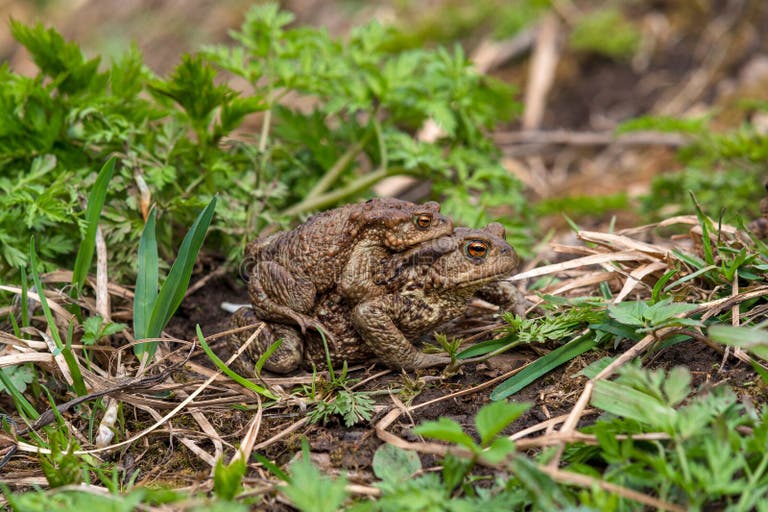 Pair of Common Toads in Amplexus among the Grass Stock Photo - Image of ...