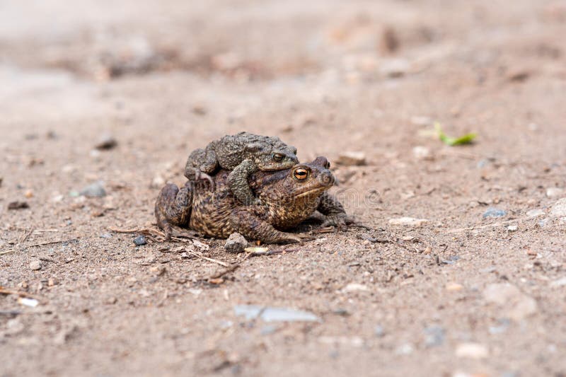 Pair of Common Toads in Amplexus on the Sandy Shore of a Pond Stock Image - Image of spring ...
