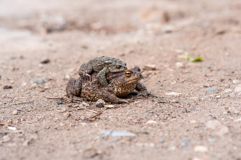 Pair of Common Toads in Amplexus on the Sandy Shore of a Pond Stock Image - Image of spring ...