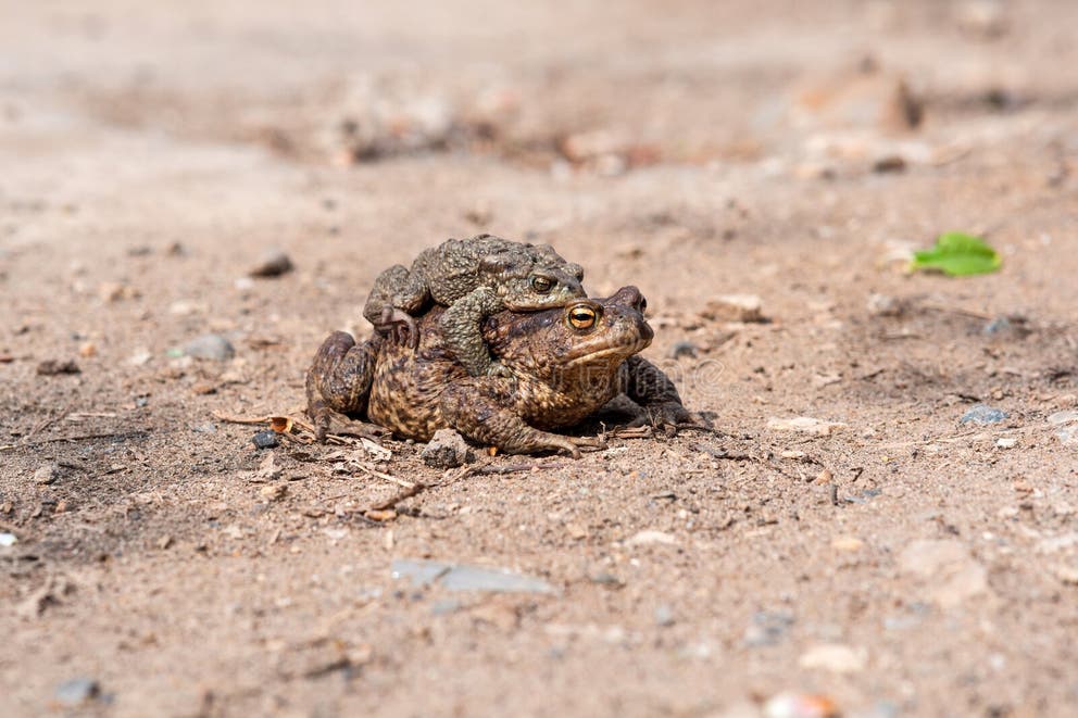 Pair of Common Toads in Amplexus on the Sandy Shore of a Pond Stock Photo - Image of love ...