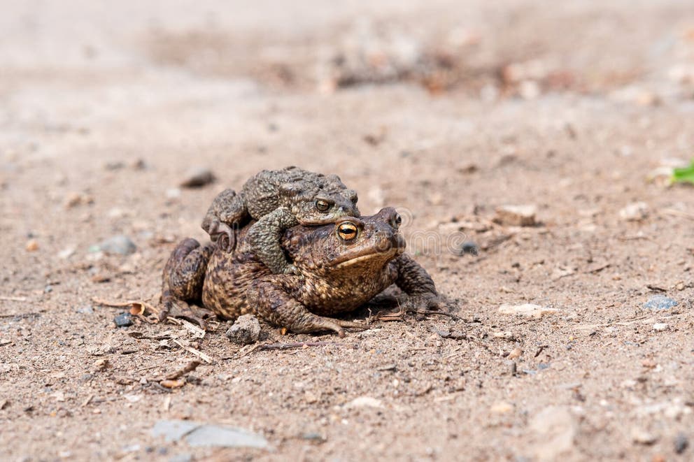 Pair of Common Toads in Amplexus on the Sandy Shore of a Pond Stock Image - Image of outdoor ...
