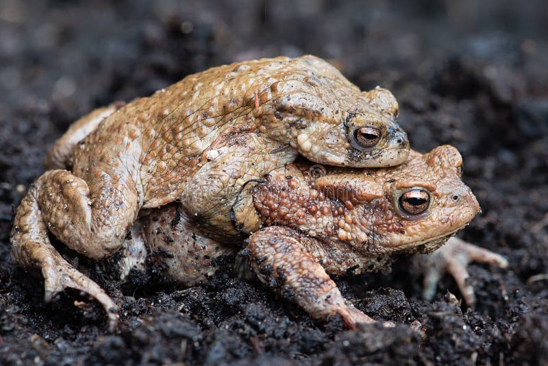 A Pair of Common Toads Breeding Stock Image - Image of frog, animal ...