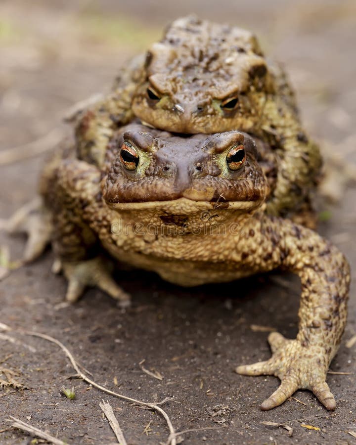 A Pair of Common Toads Bufo Bufo during the Breeding Season, in the ...