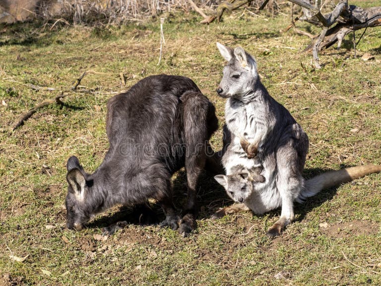 Common Wallaroo, Macropus R. Robustus, Female with Young in Pouch Stock ...