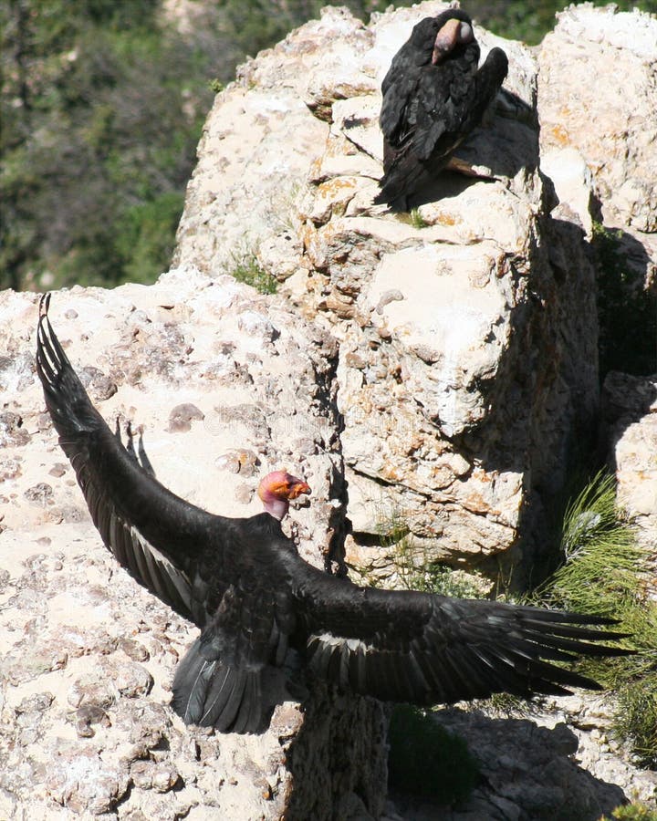 The Endangered California Condor Stock Photo - Image of condors ...