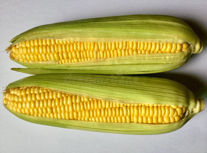Pair of Corn Cobs. stock photo. Image of corncob, cobs - 121408746