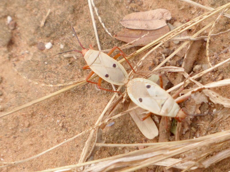 Cotton Stainer stock image. Image of nymph, pesticide - 92687309