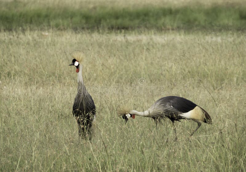 The pair of crains stock image. Image of green, kenya - 28274659