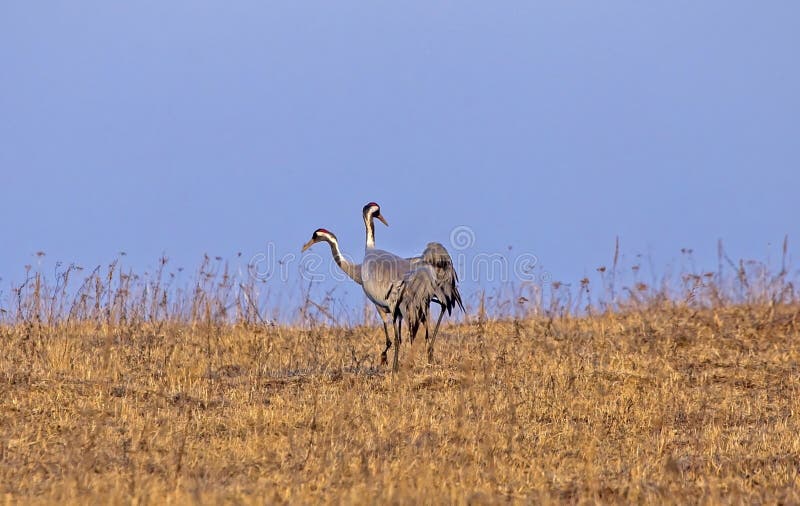 A Pair of Cranes on the Spring Field in Beautiful Sunset Light. Stock ...