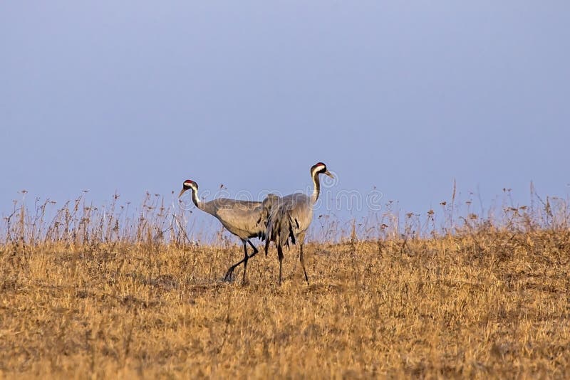 A Pair of Cranes on the Spring Field in Beautiful Sunset Light. Stock ...