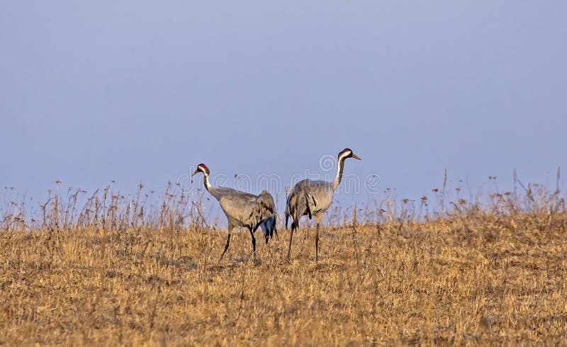 A Pair of Cranes on the Spring Field in Beautiful Sunset Light. Stock ...
