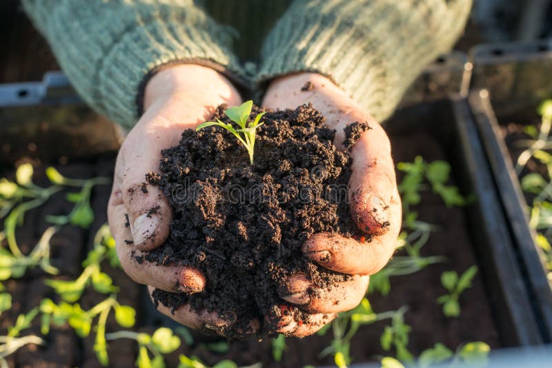 Hands holding a seedling stock image. Image of seedling - 88419961