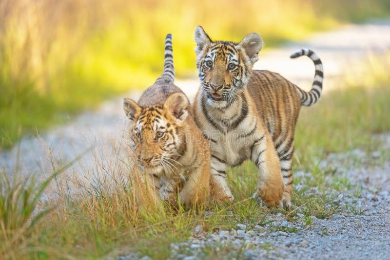 The Pair of Cute Bengal Tiger Cubs on a Walk Outdoors Stock Image ...