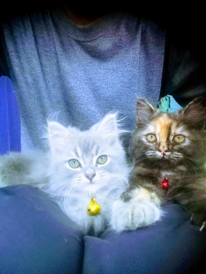 A Pair Cute Cats are Sitting on the Lap Stock Photo - Image of cute ...