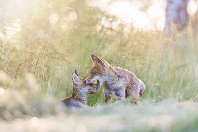 Pair of Cute Fox Cubs is Playing in the Sunlight Stock Image - Image of ...