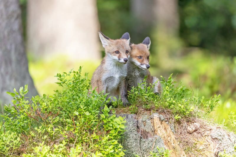 Pair of Cute Fox Cubs is Posing in the Forest Stock Photo - Image of ...