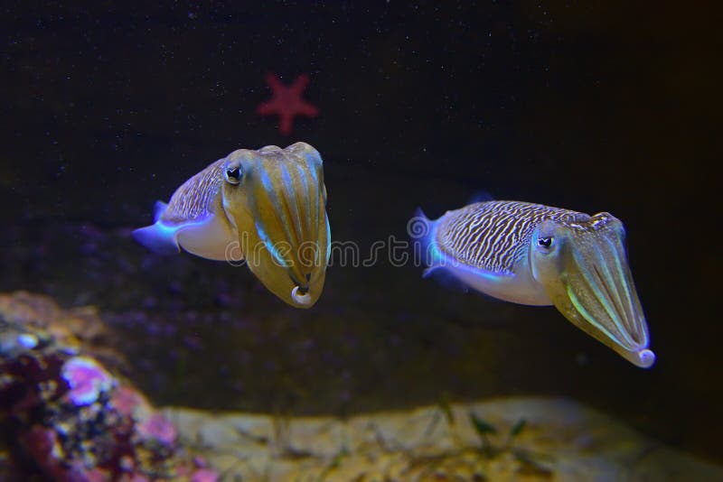 A Pair of Cute Mourning Cuttlefish Curling the Arms with the Second One ...