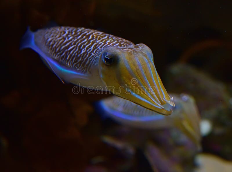 A Pair of Cute Mourning Cuttlefish Curling the Arms with the Second One ...