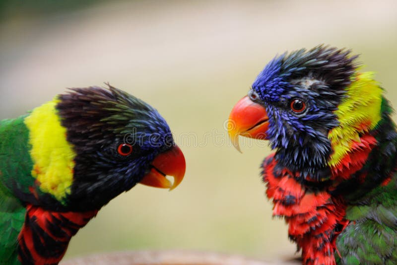 A Pair of Cute Multi-colored Parrots Look at Each Other Stock Image ...