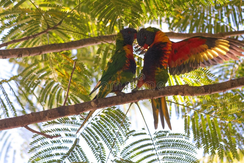 Pair of Dancing Rainbow Lorikeets Stock Photo - Image of australia, bright: 72545672