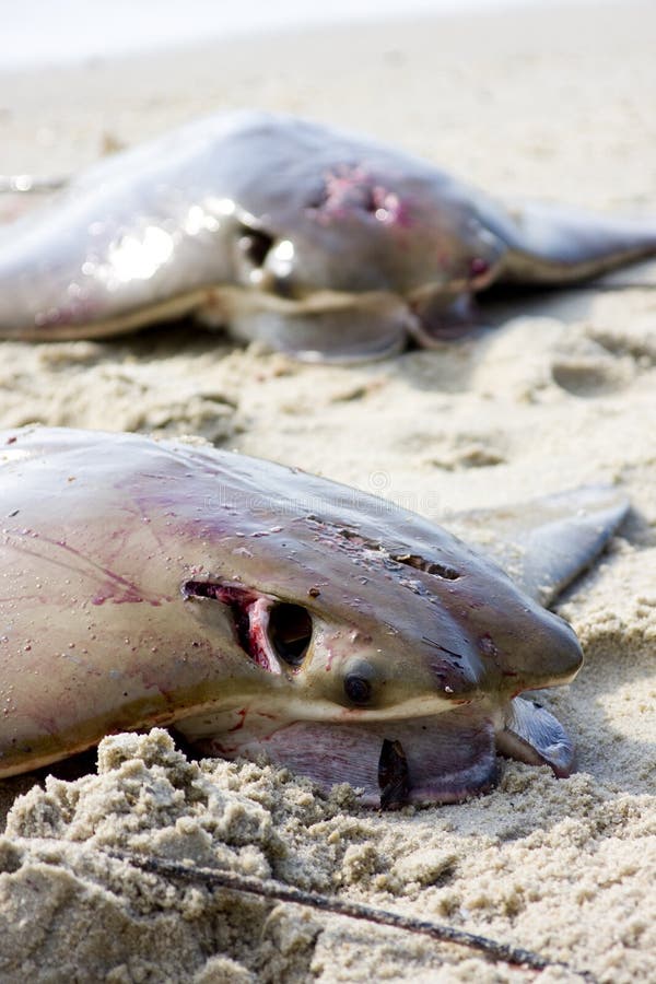 Pair Of Dead Stingray On A Beach Stock Image - Image of dying, coast ...