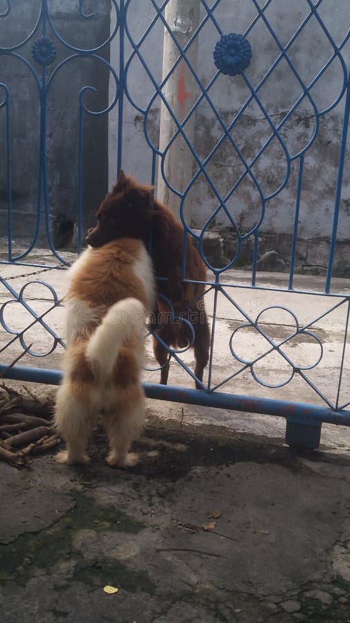 A pair of dogs making out stock photo. Image of carnivore - 262780328