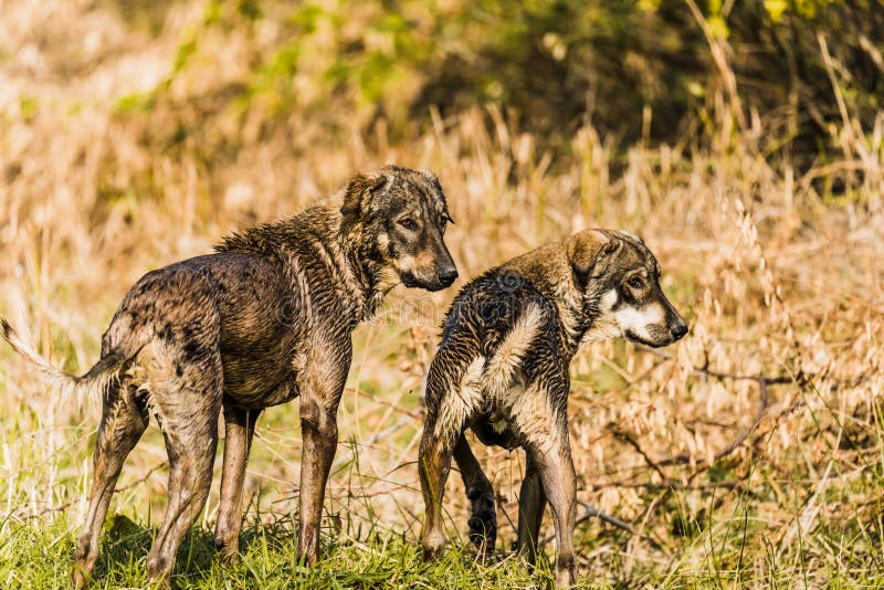 Pair of Dogs stock photo. Image of stray, portrait, animal - 88583040