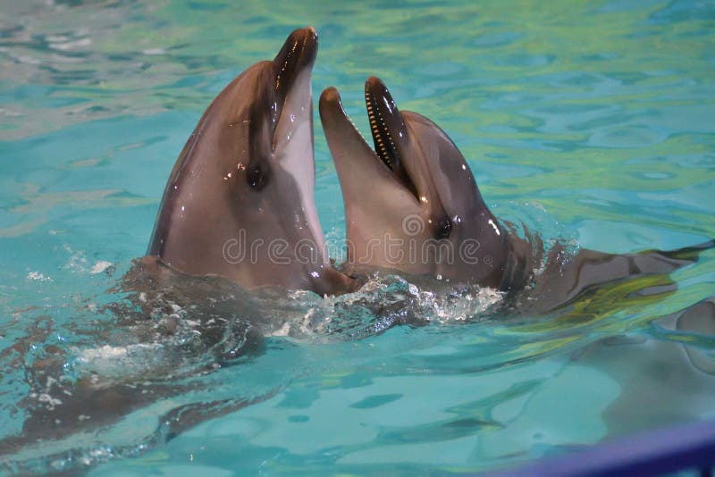 Two dolphins in the water stock photo. Image of blue - 102337894