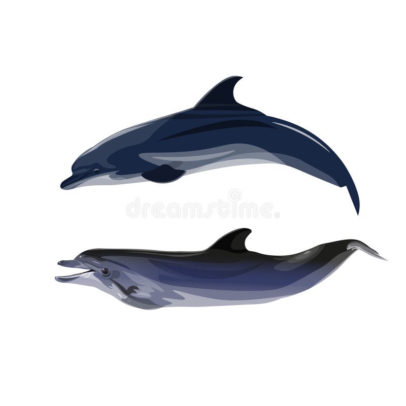 Realistic Dolphins Stock Illustrations – 67 Realistic Dolphins Stock ...