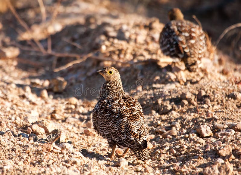 Pair of Double Banded Sandgrouse Stock Photo - Image of pair, looking ...