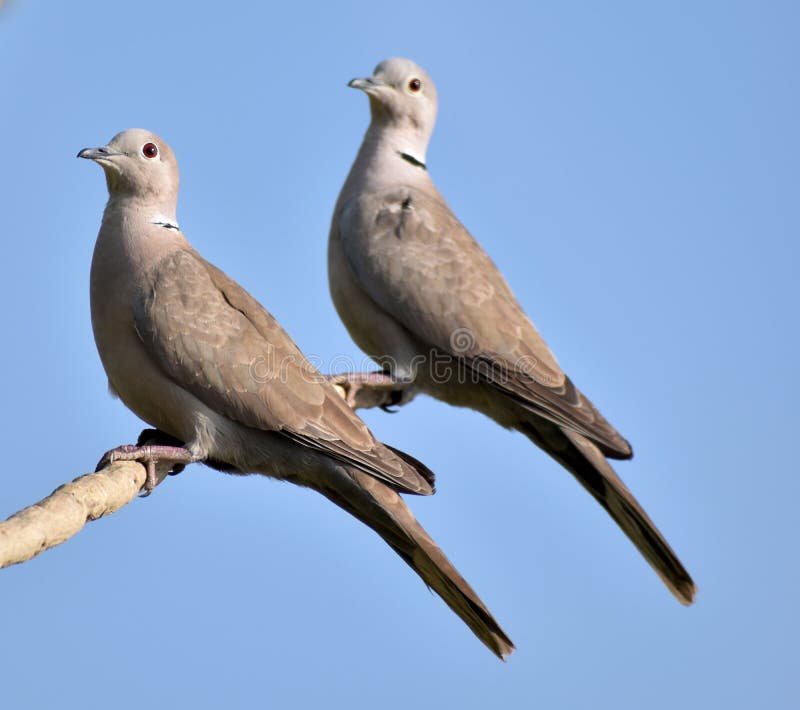 A pair of Doves stock image. Image of bird, wildlife - 171171849