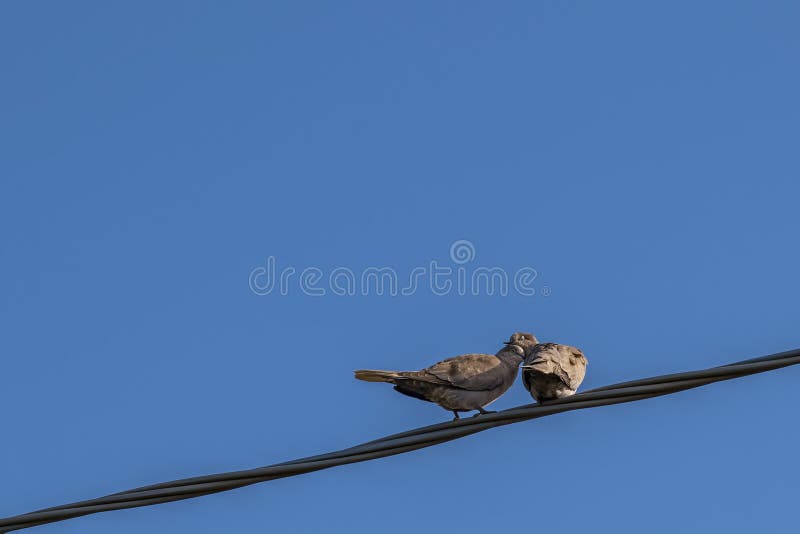 A Pair of Doves Cuddle on a High Voltage Wire Stock Photo - Image of ...