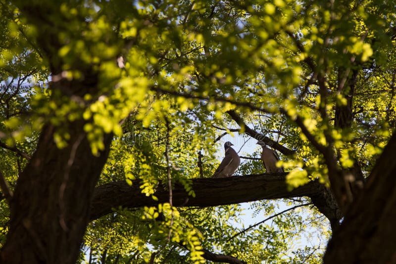 Pair of doves in a tree stock photo. Image of side, shot - 71371780
