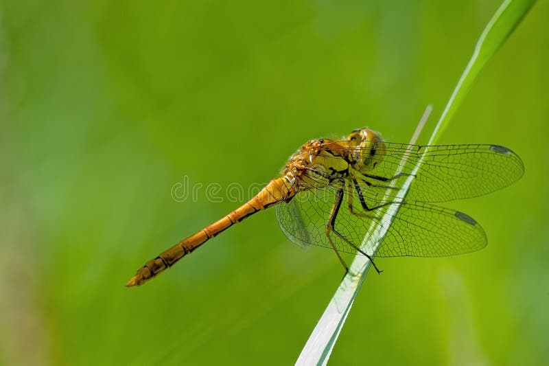 Pair of dragonflies stock photo. Image of odonata, closeup - 49823482