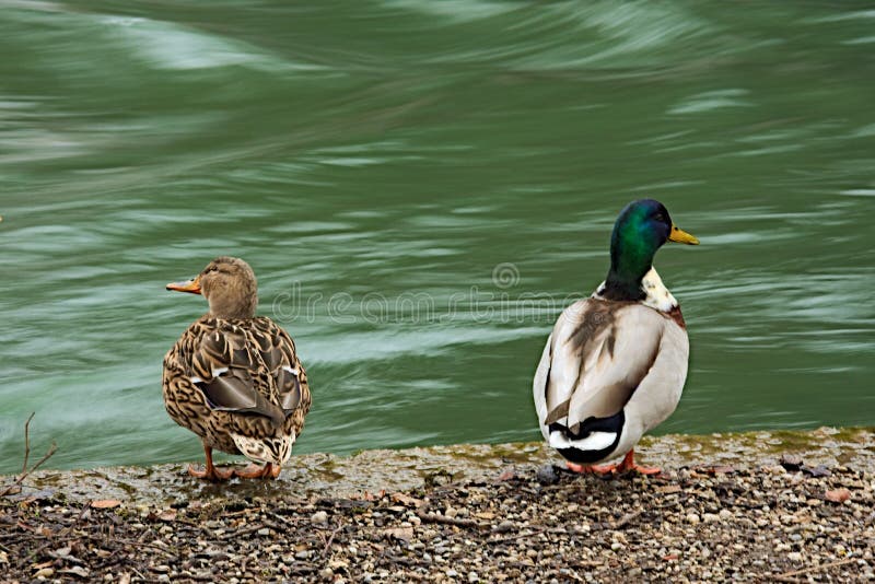 Pair of ducks argueing stock photo. Image of river, motion - 67232566