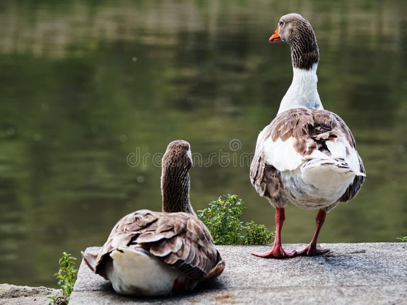 Pair of Ducks from Behind Next To a River Stock Photo - Image of ...