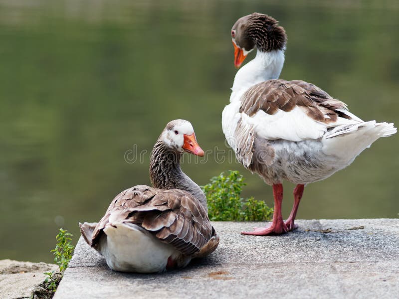 Pair of Ducks from Behind Next To a River Stock Image - Image of serene ...