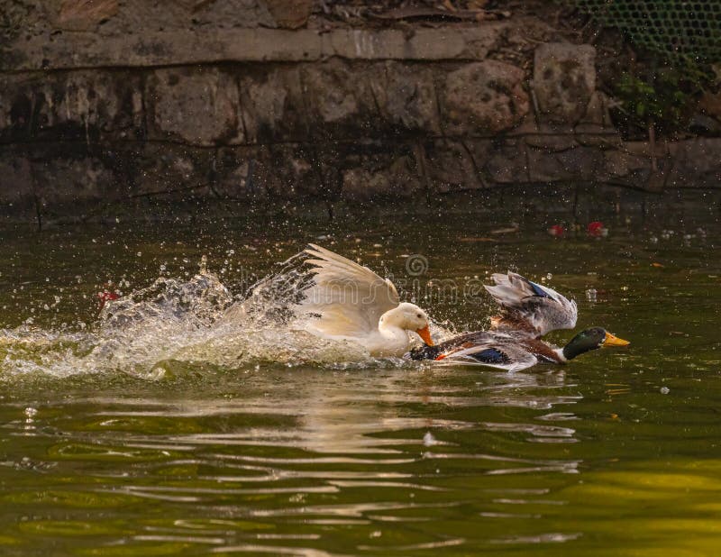 A Pair of Ducks in Breeding Stock Photo - Image of water, mallard ...