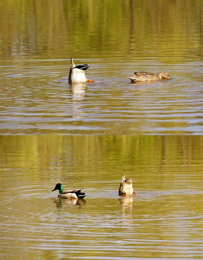 Pair of Ducks Dunk Together Stock Image - Image of shiny, surface: 56418791