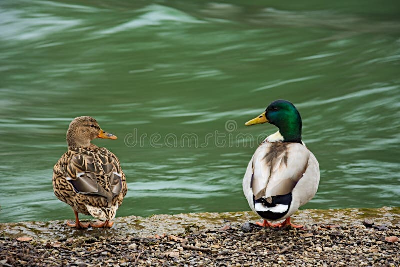 Pair of ducks in love stock image. Image of motion, romantic - 67232943