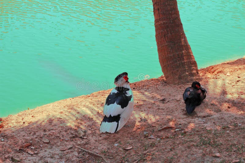 A Pair of Ducks Standing at the Side of a Lake Stock Image - Image of ...