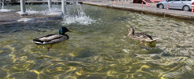 A Pair of Ducks Swim in the City Fountain in the Park Stock Image ...