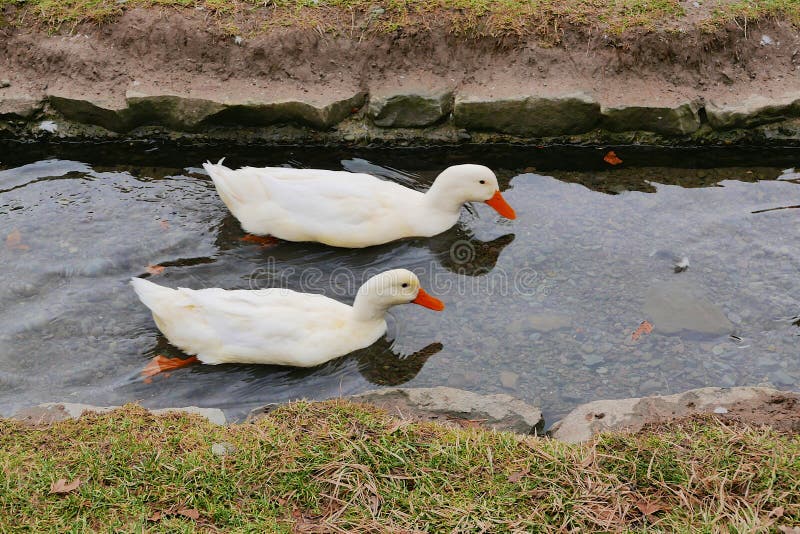 Pair of Ducks stock image. Image of birds, together, white - 55988563