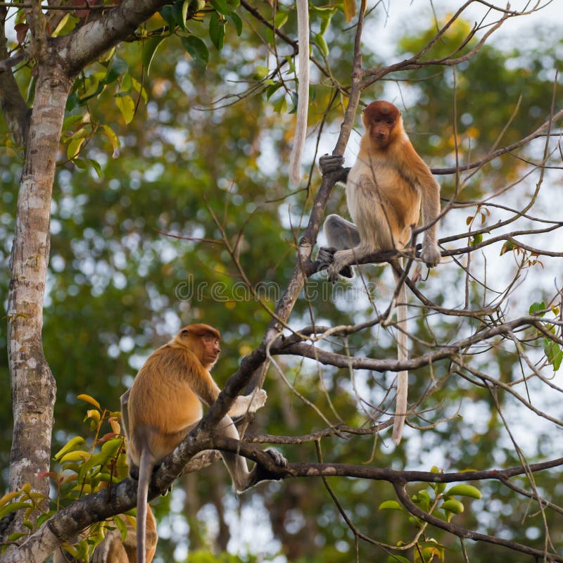 A Pair of Dutch Monkey Sitting on a Branch of a Tall Tree (Kumai ...