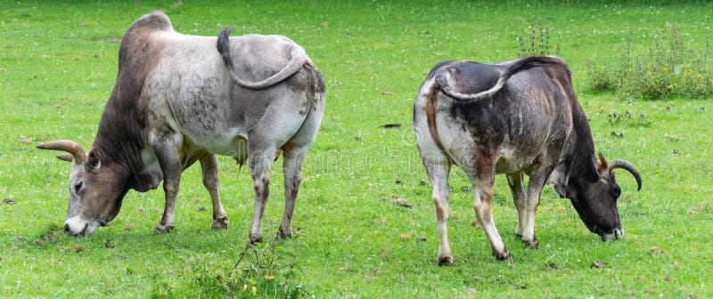 Dwarf Zebu pair stock image. Image of mammal, dwarf - 120512119