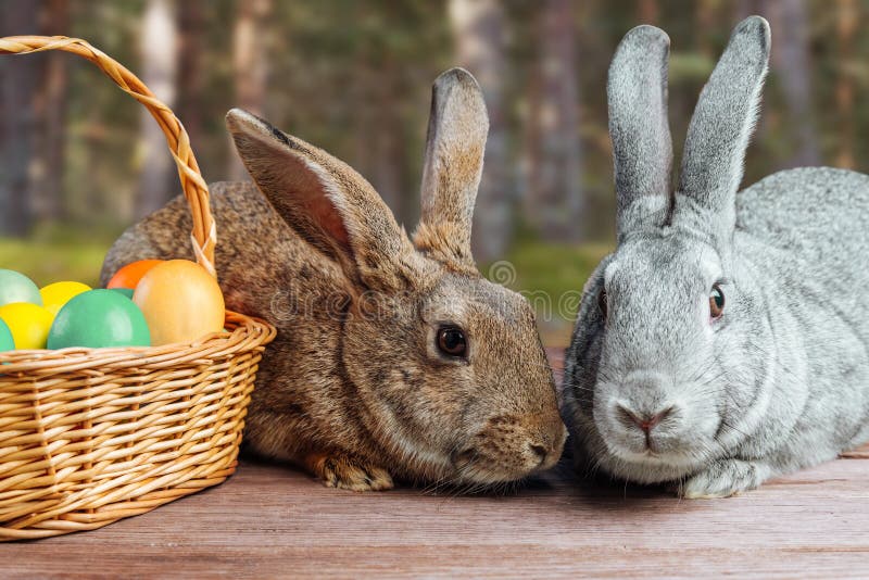 Pair of Easter rabbits stock image. Image of farm, gray - 38876527