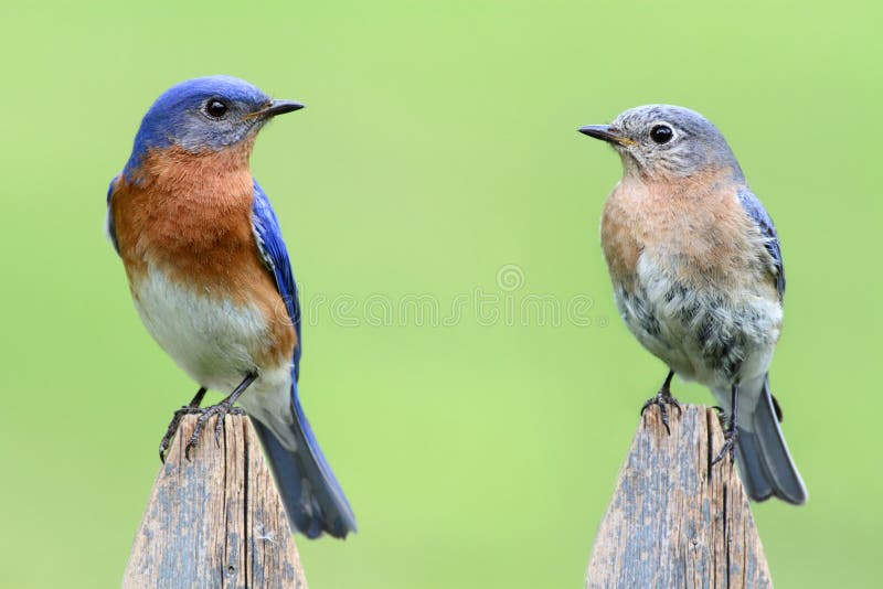Pair of Eastern Bluebird stock image. Image of ornithology - 17863883
