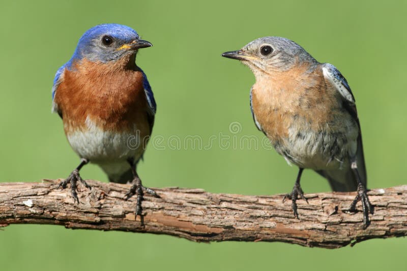 Pair of Eastern Bluebird stock image. Image of ornithology - 17863883