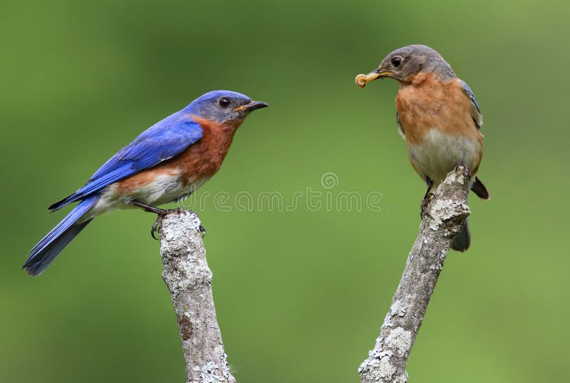 Pair of Bluebirds stock image. Image of animal, sialia - 13347375