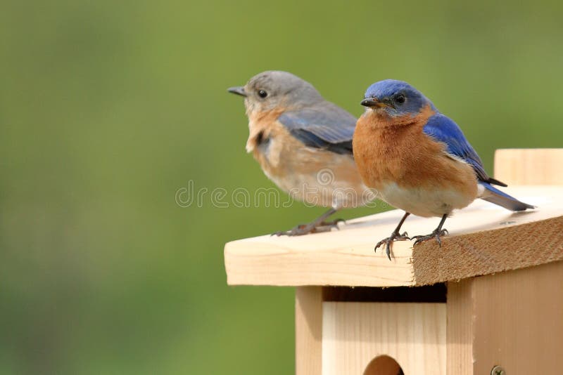 Eastern Bluebird Pair Selecting a Nest Box Stock Image - Image of ...